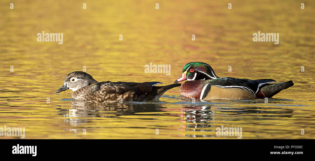 Panorama of wood duck couple in water at Cannon Hill Park in Spokane ...