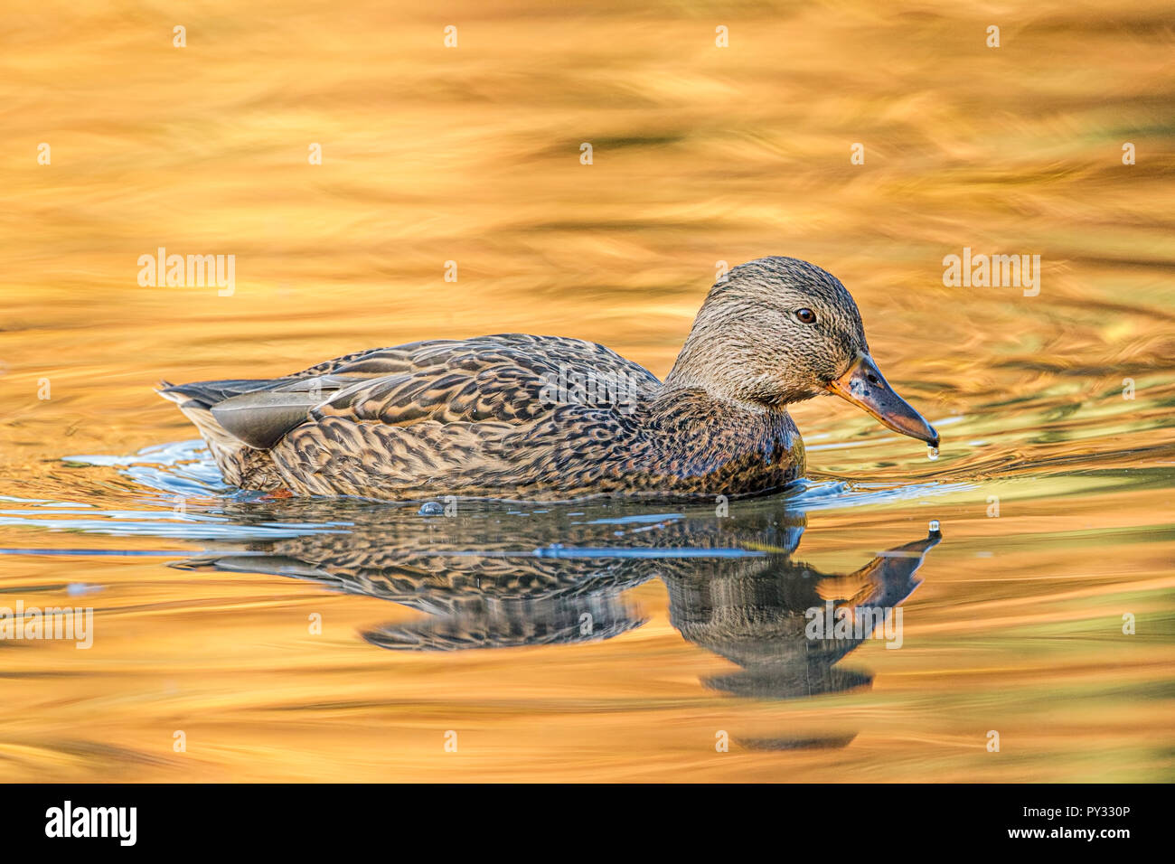 Female mallard in calm water in autumn at Cannon Hill Park in Spokane ...
