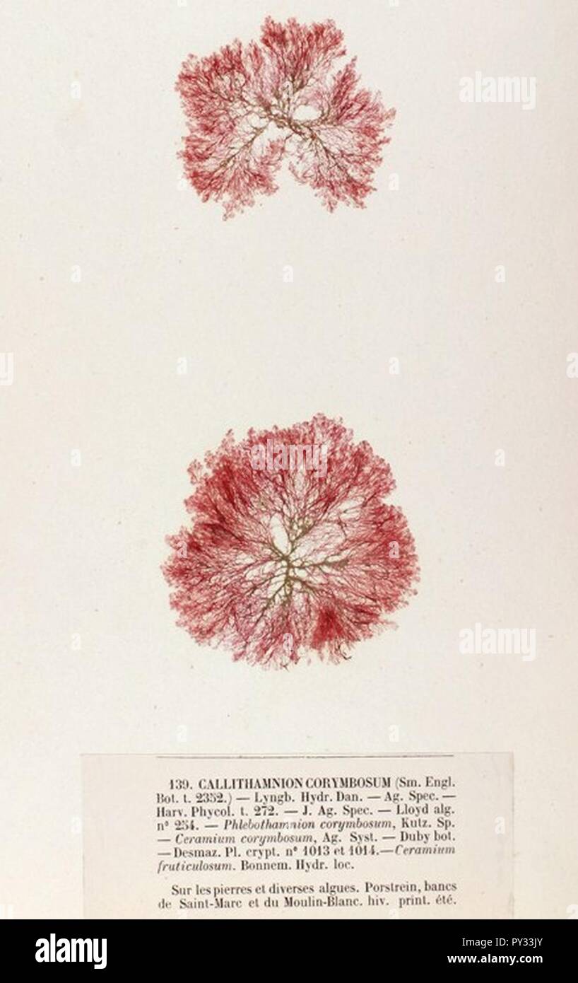 Callithamnion corymbosum Crouan Stock Photo - Alamy