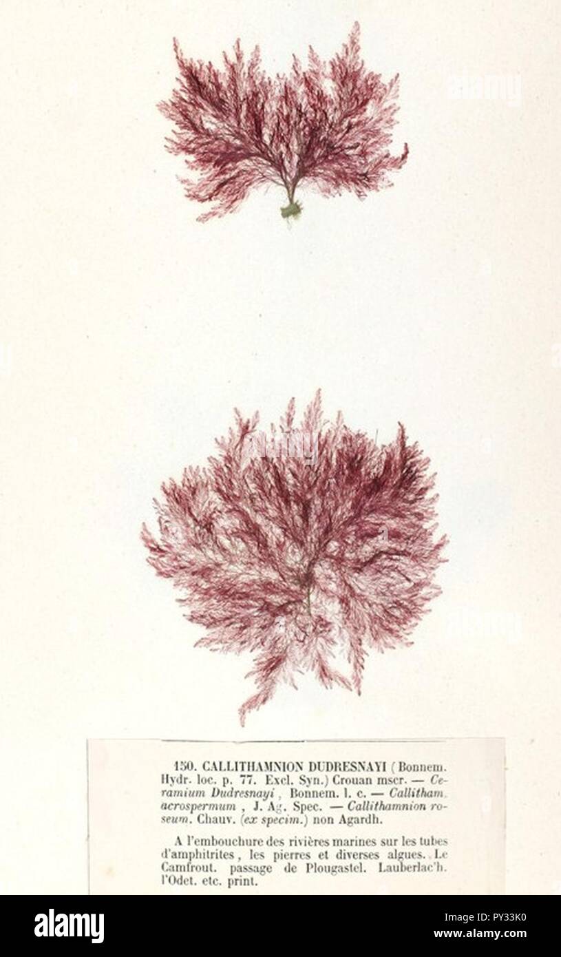 Callithamnion hi-res stock photography and images - Alamy