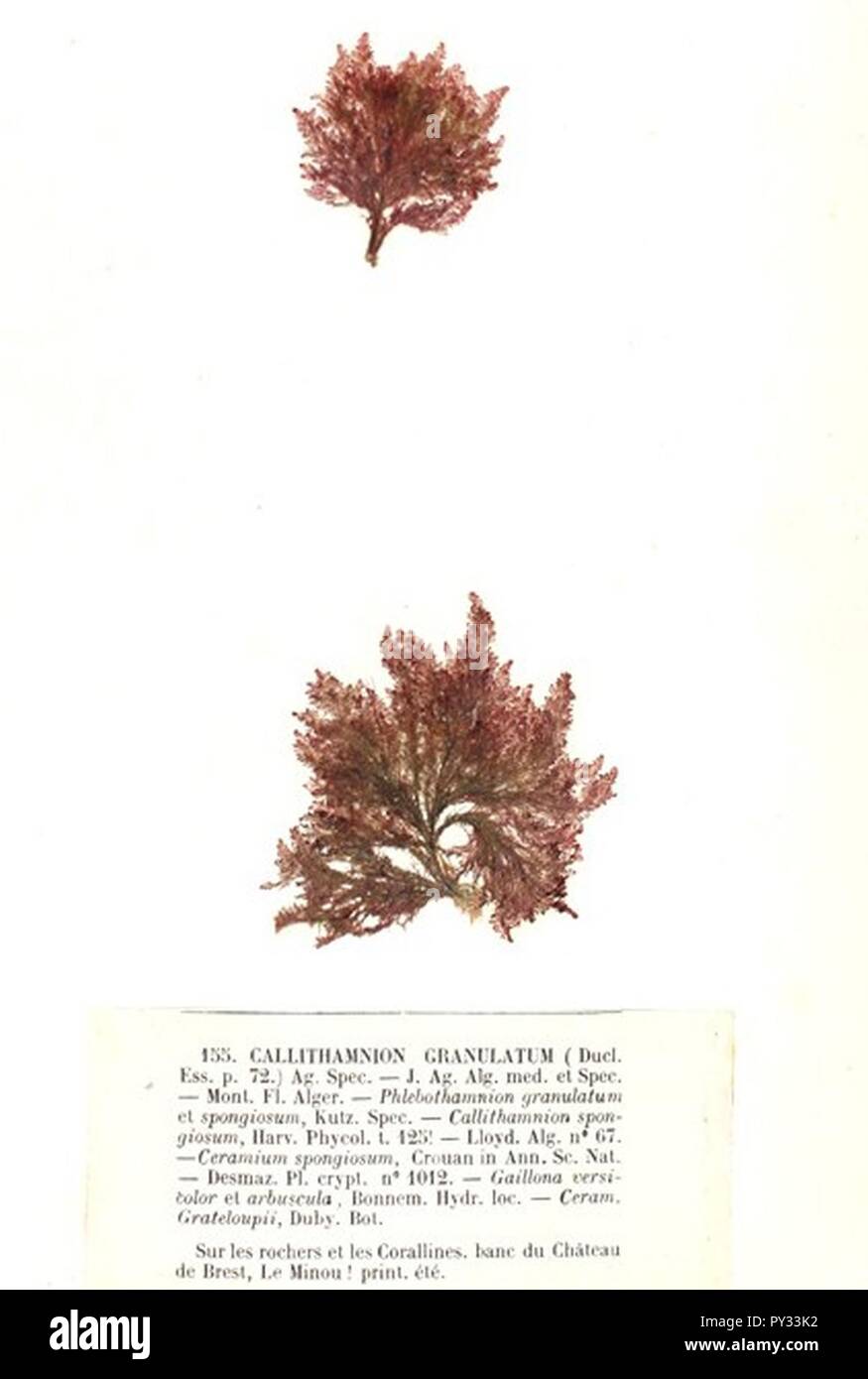 Callithamnion granulatum Crouan Stock Photo - Alamy