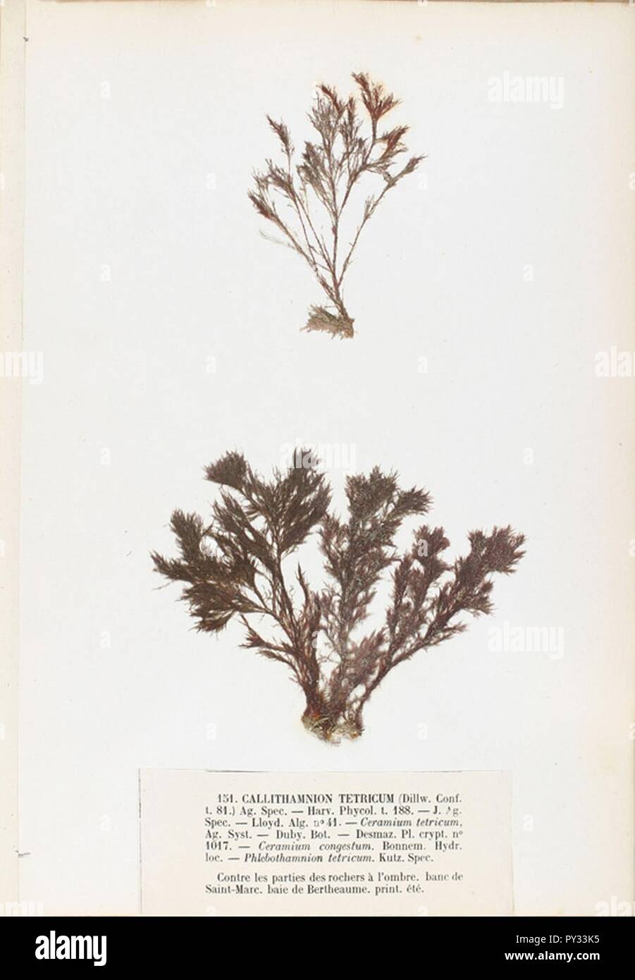 Callithamnion tetricum hi-res stock photography and images - Alamy