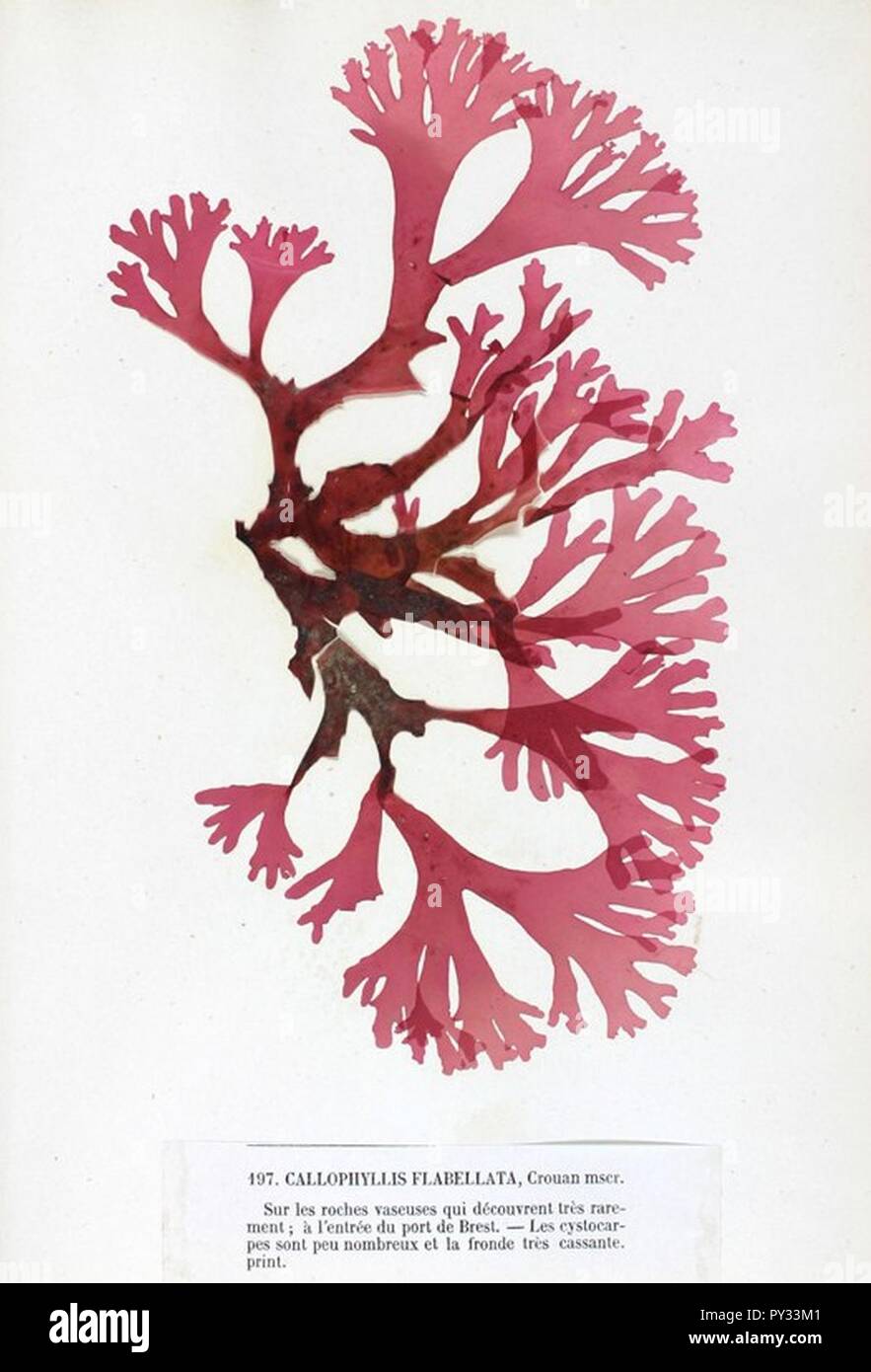 Callophyllis laciniata hi-res stock photography and images - Alamy