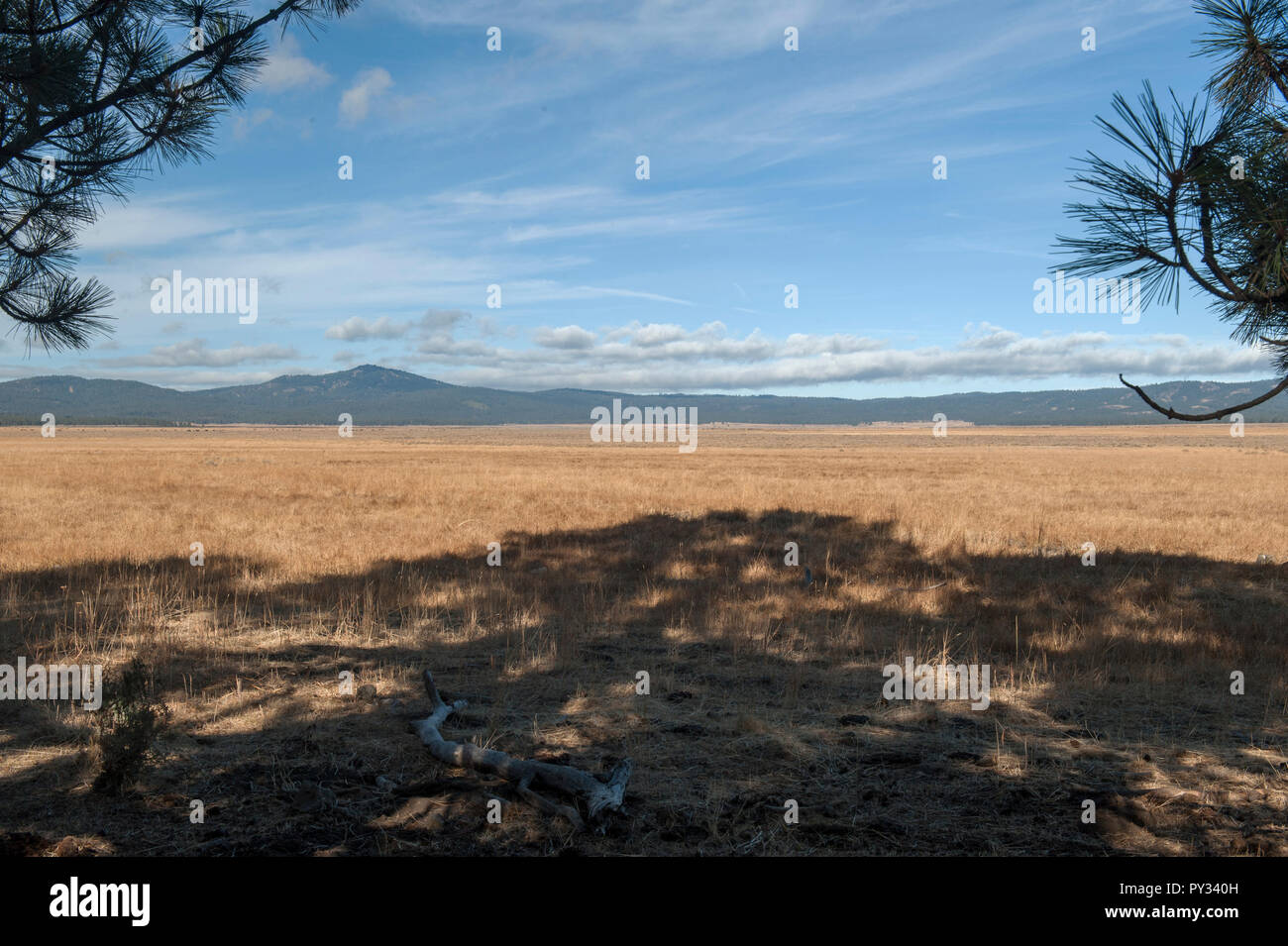 Big Summit Prairie, a very large (over 20 square miles) meadow in ...