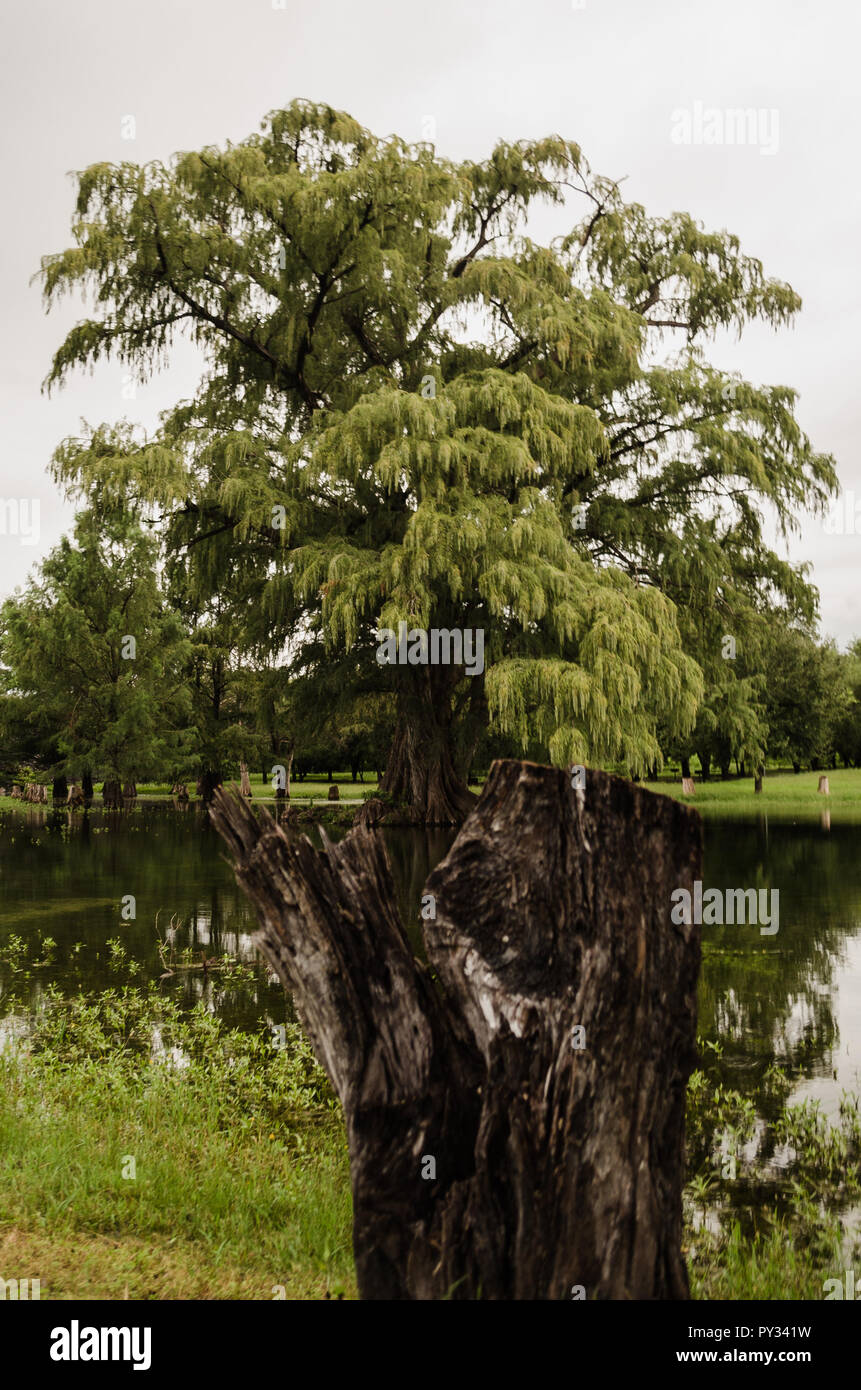 great tree on the water of a river, the reflection of a large green ...
