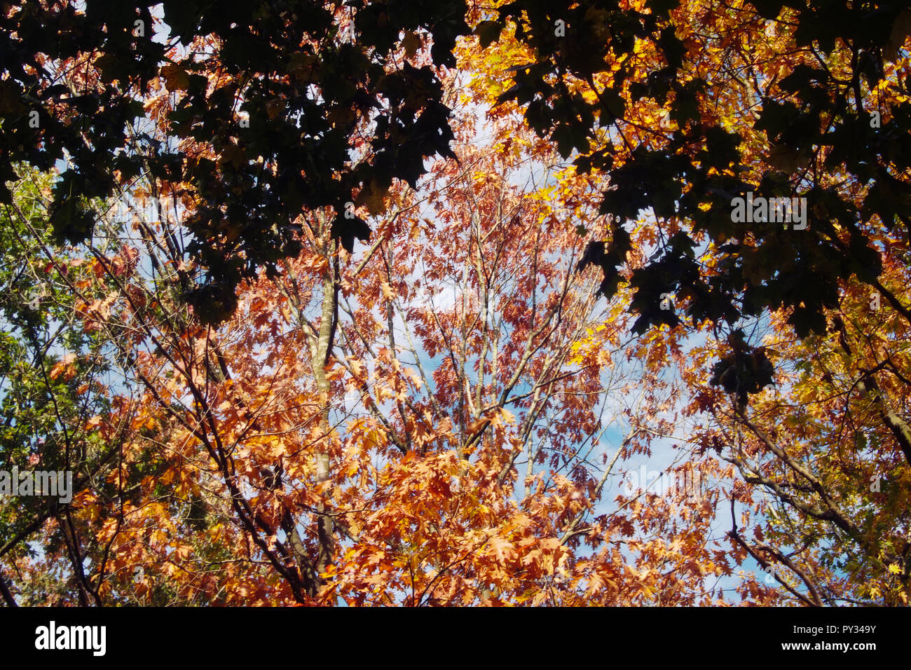 Red oak fall leaves in autumn Stock Photo - Alamy