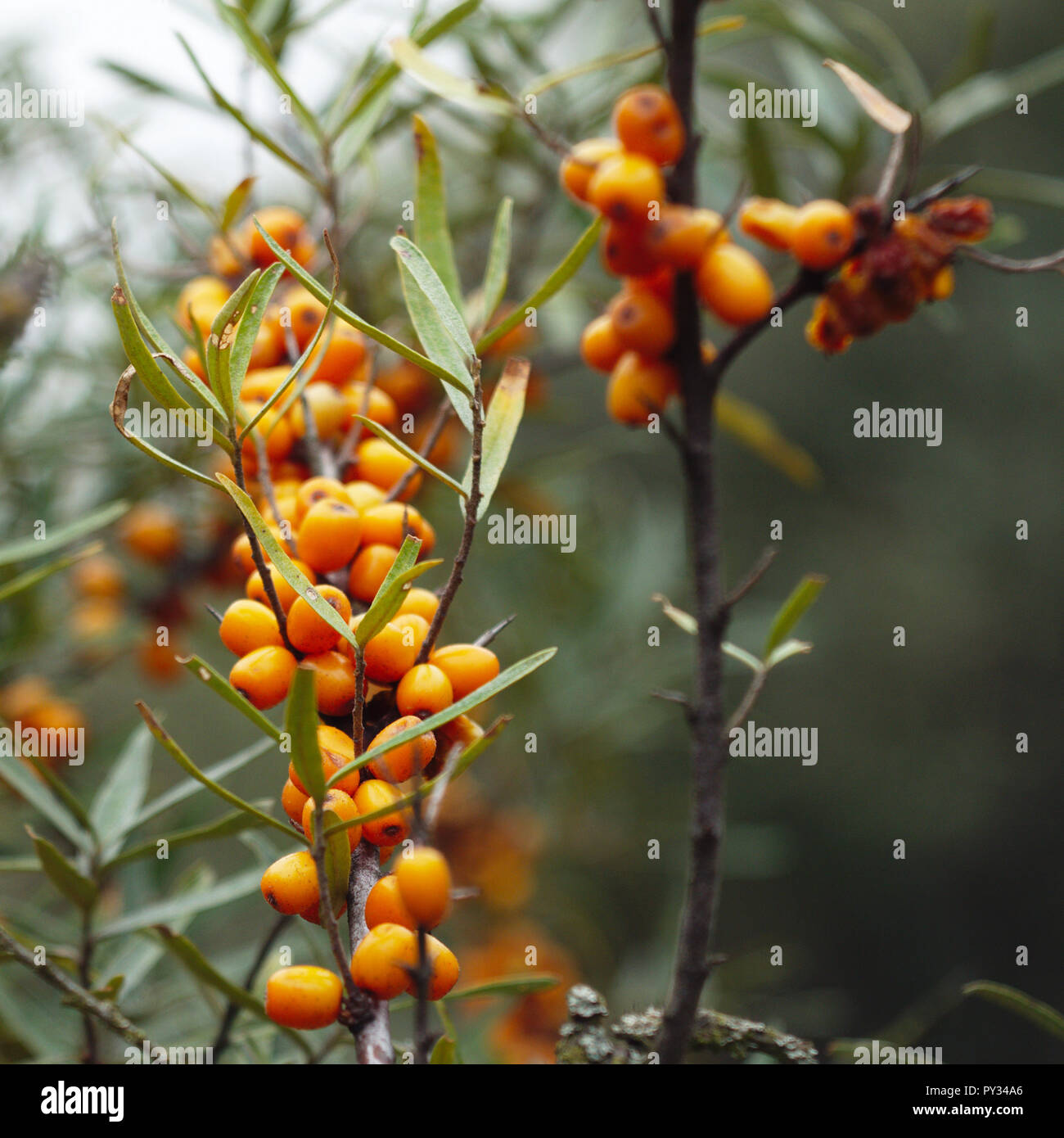 Leikora hippophae rhamnoides hi-res stock photography and images - Alamy