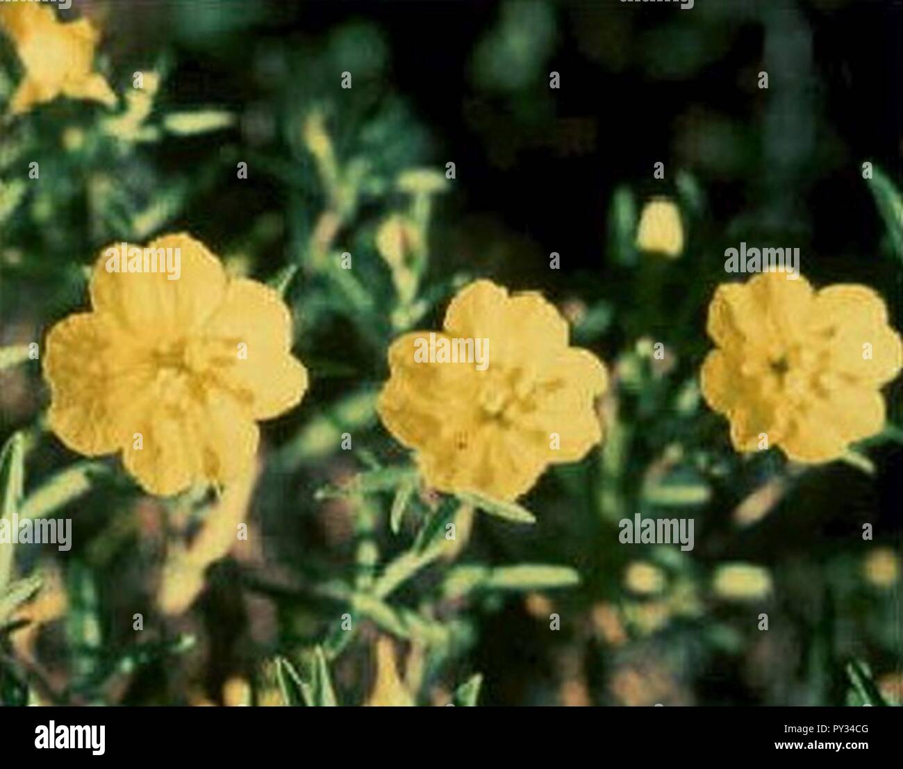 Calylophus serrulatus hi-res stock photography and images - Alamy