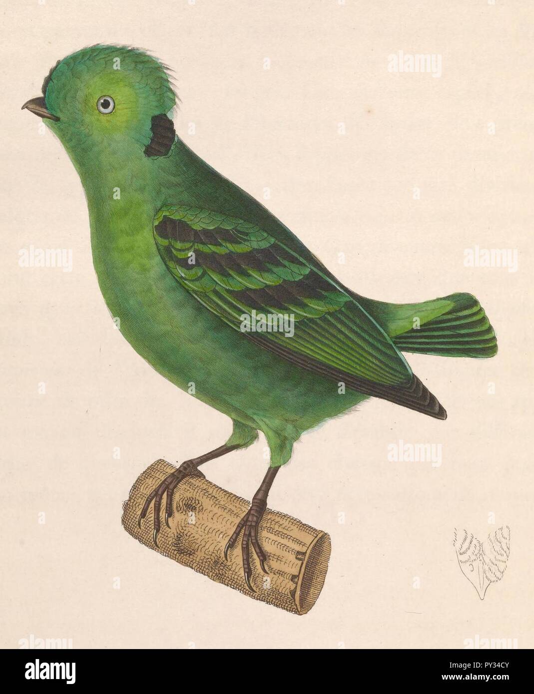 Calyptomena hi-res stock photography and images - Alamy