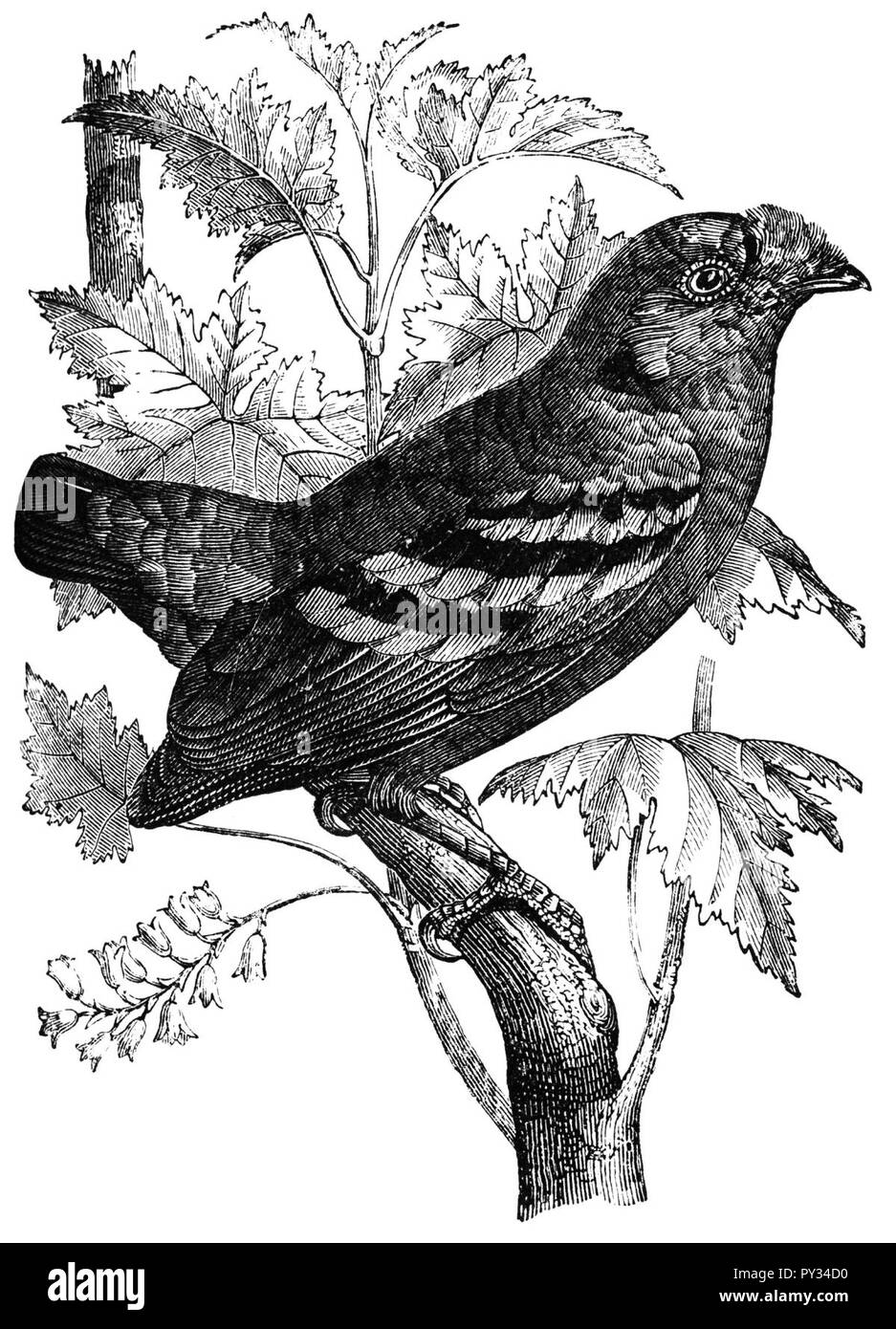 Calyptomena viridis hi-res stock photography and images - Alamy