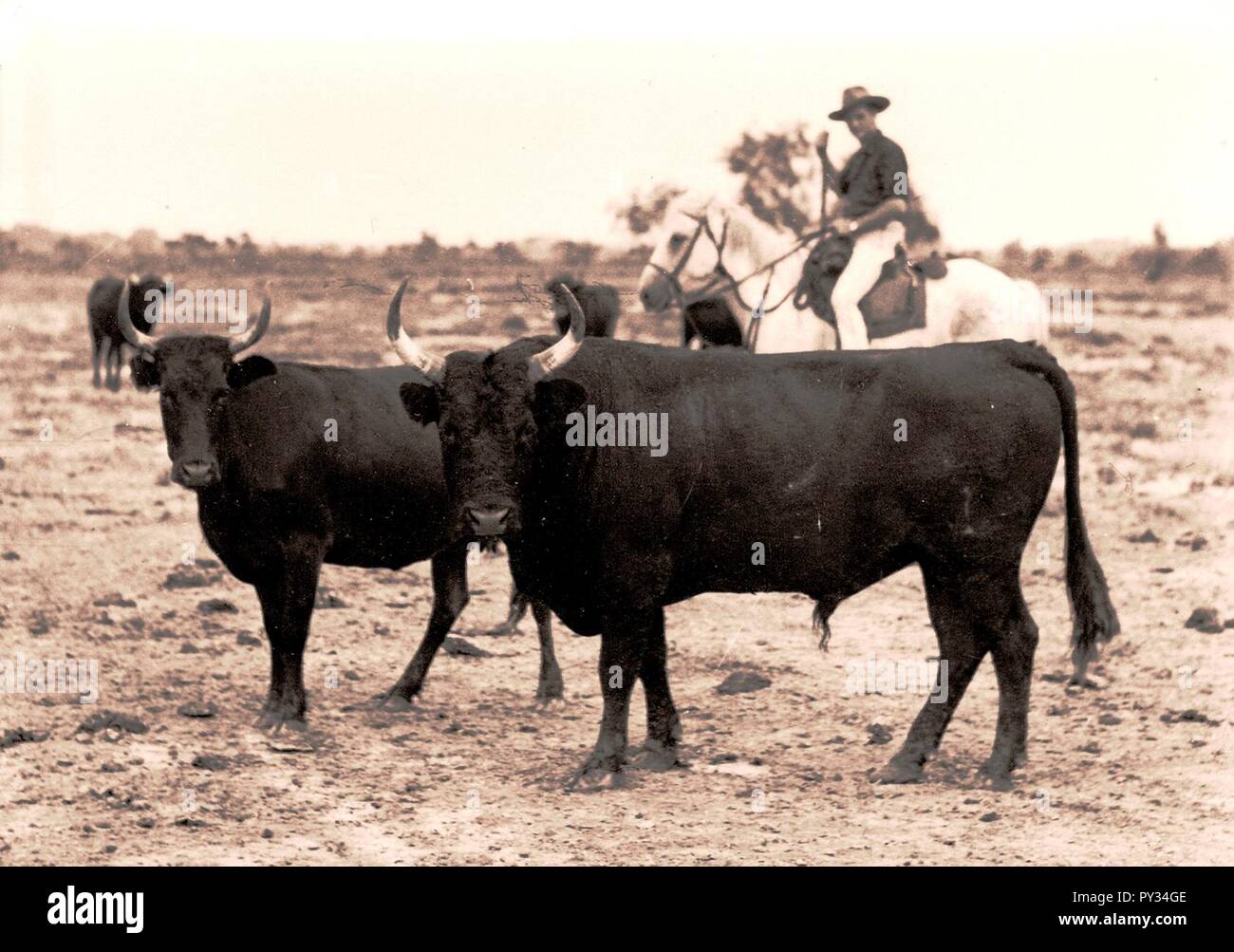 Taureaux hi-res stock photography and images - Alamy