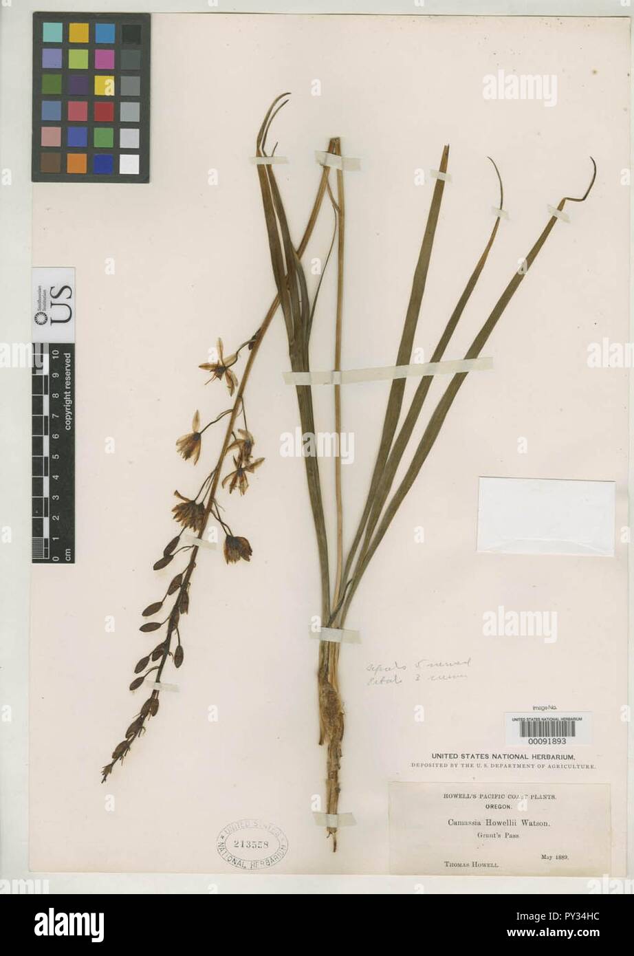 Howellii hi-res stock photography and images - Alamy