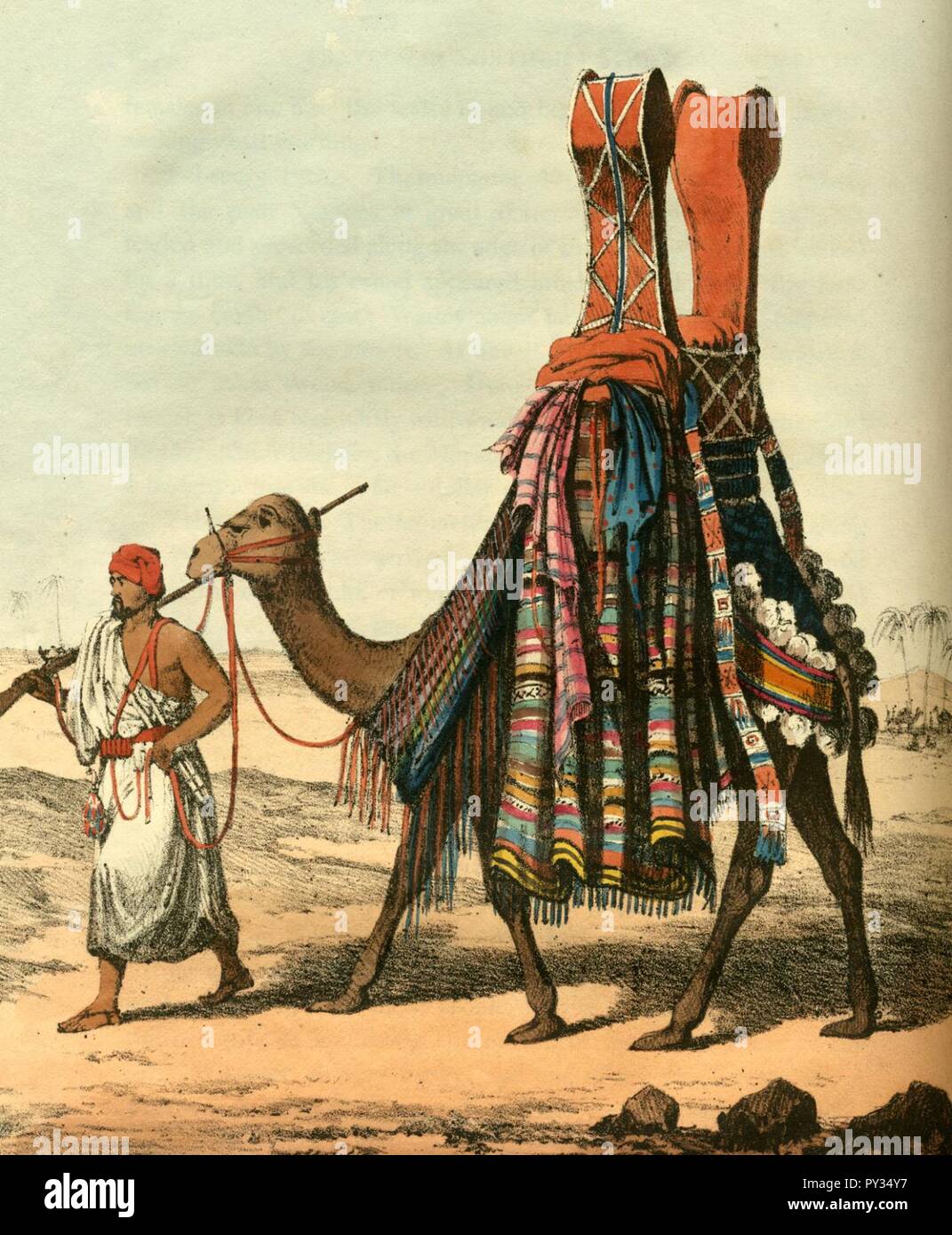 Camel Conveying a Bride to Her Husband Stock Photo - Alamy