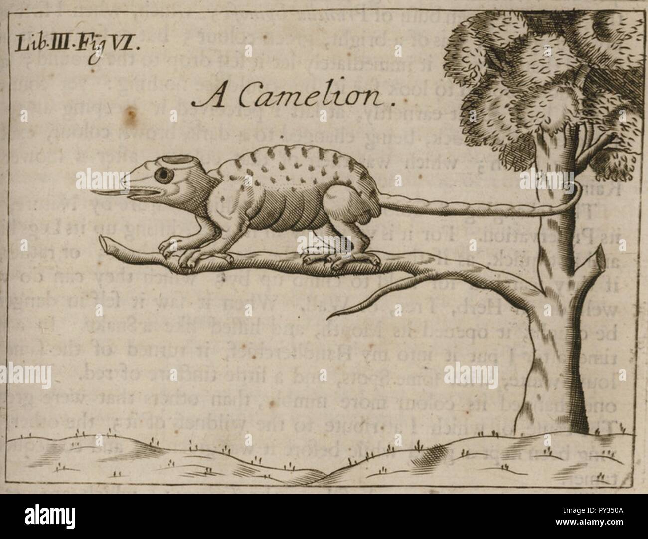 Camelion hi-res stock photography and images - Alamy