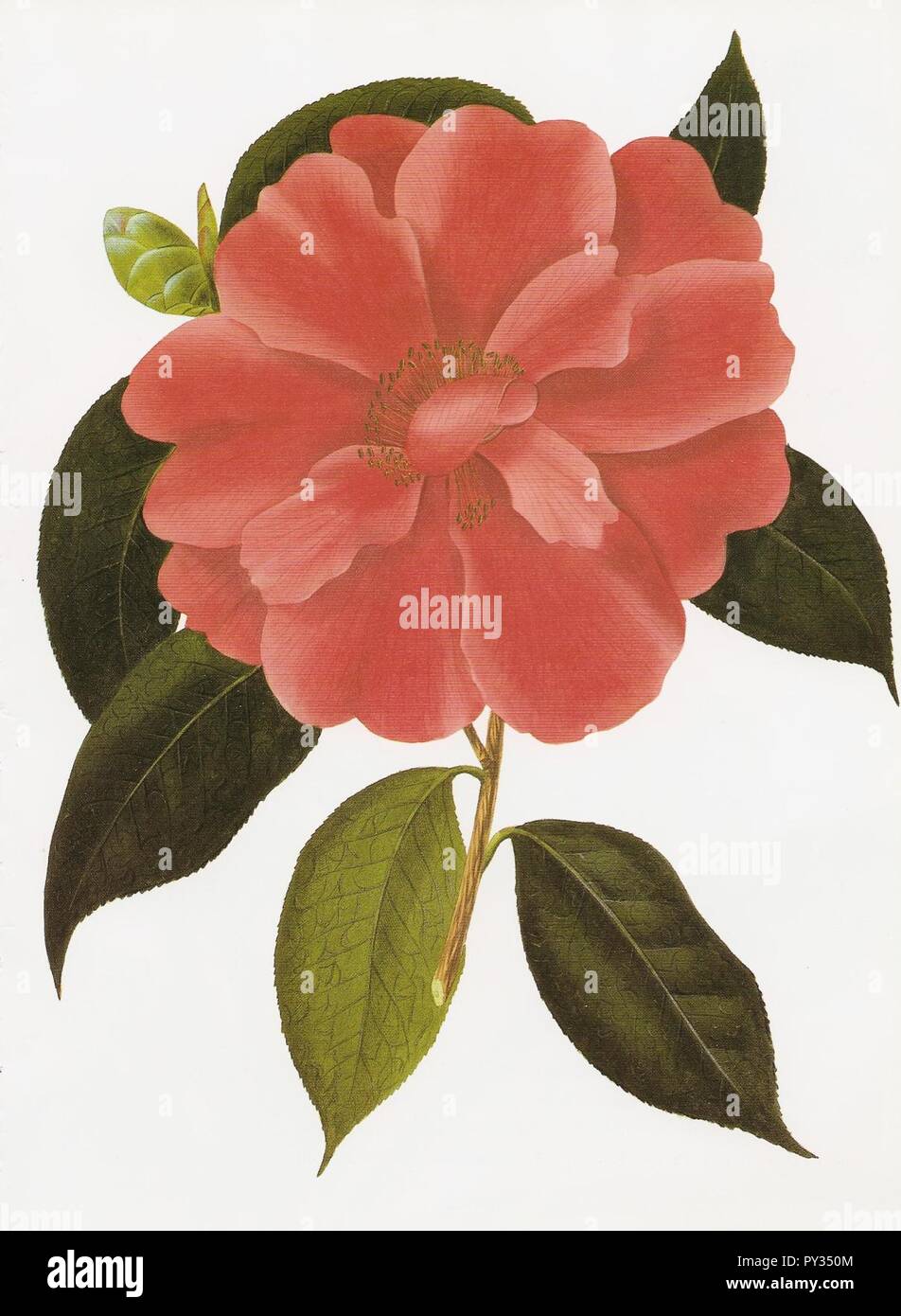 Camellia reticulata RHS Stock Photo - Alamy