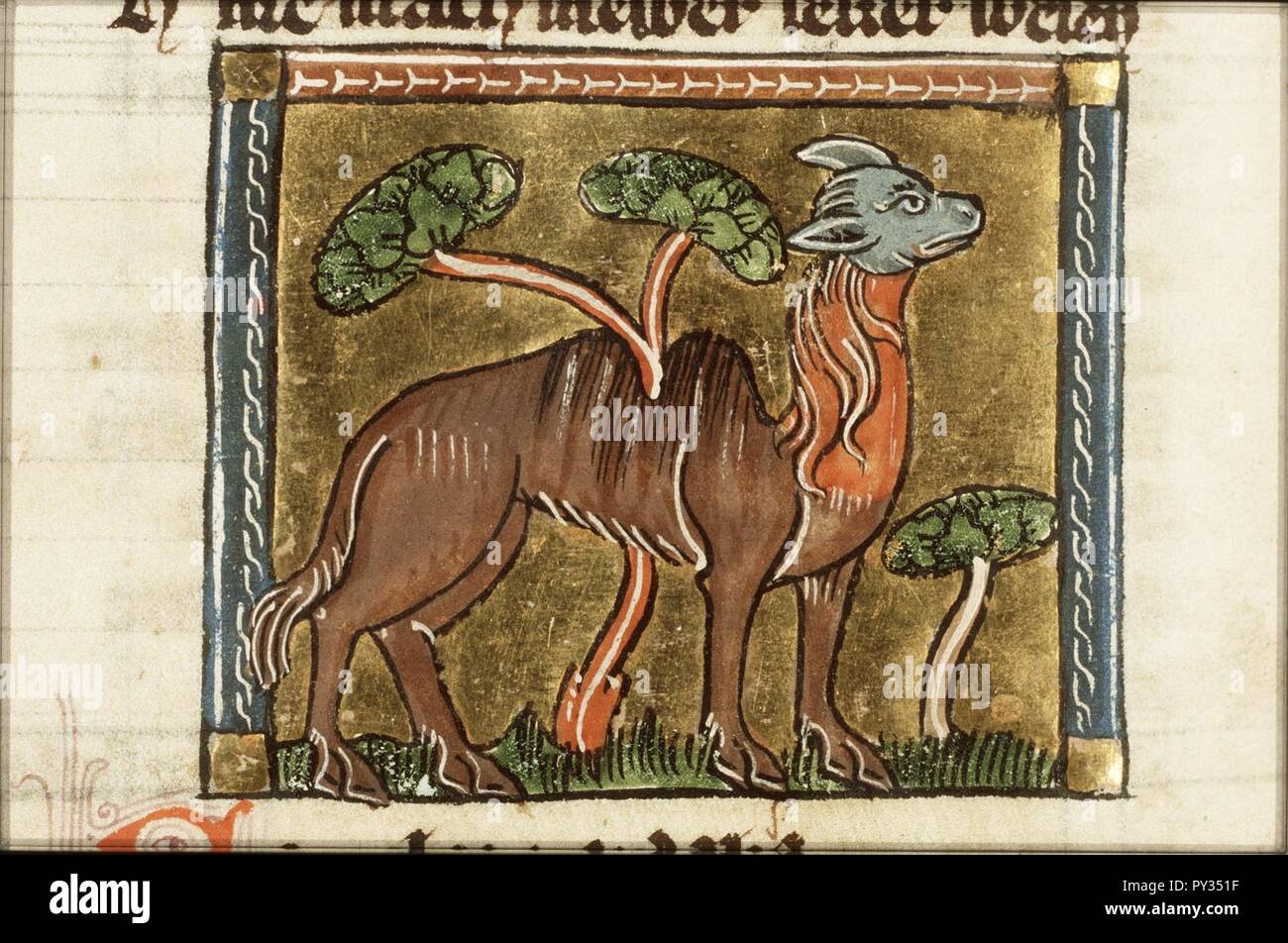 Camelus pardalis (giraffe) - Der naturen bloeme - Jacob van Maerlant ...