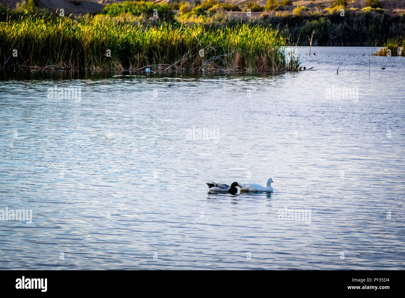 Yuma lakes hi-res stock photography and images - Alamy