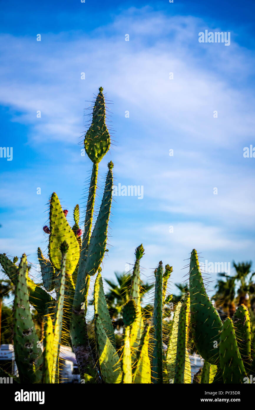 Yuma Arizona Cactus High Resolution Stock Photography and Images - Alamy