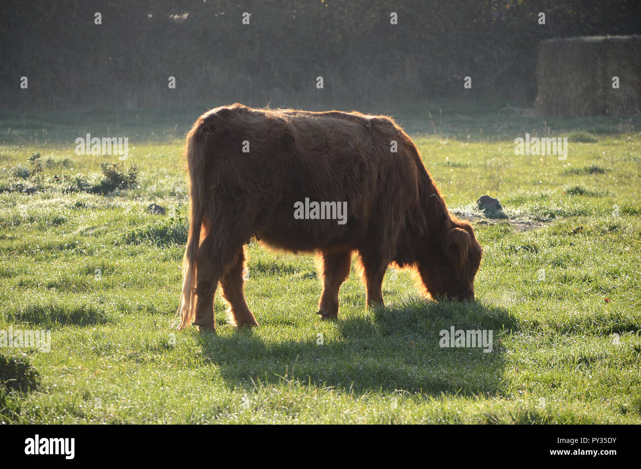 Scottish highland cow grazing seen in early morning backlight Stock ...