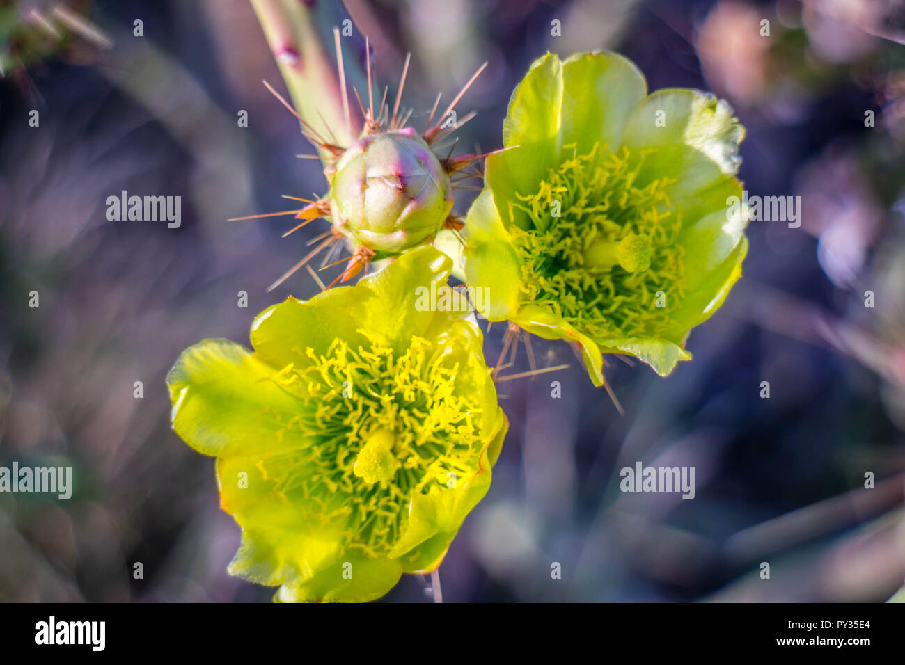 A yellow green flowering cactus plants in Yuma, Arizona Stock Photo - Alamy