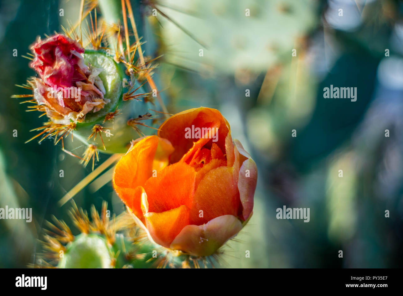 An orange red flowering cactus plants in Yuma, Arizona Stock Photo - Alamy