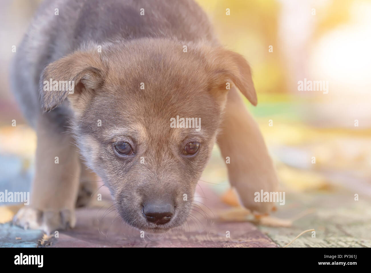 homeless mongrel puppy in fall foliage. in animal shelter Stock Photo ...