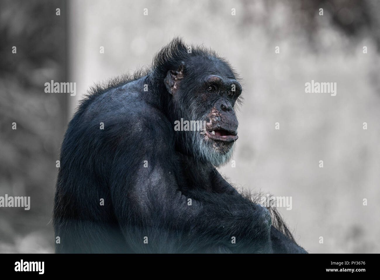 Primate at the zoo Stock Photo - Alamy