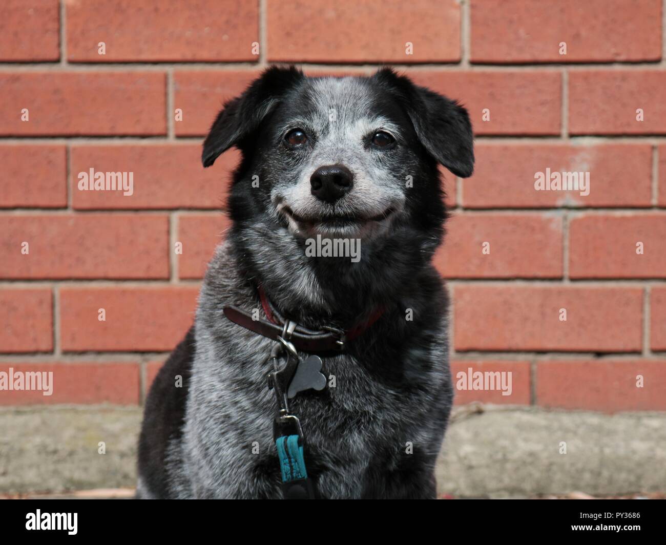 Smiling blue heeler hi-res stock photography and images - Alamy