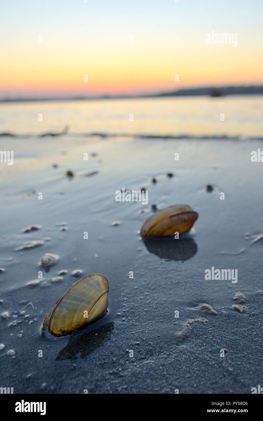 Open mussel shells on sand - Danube river Stock Photo - Alamy