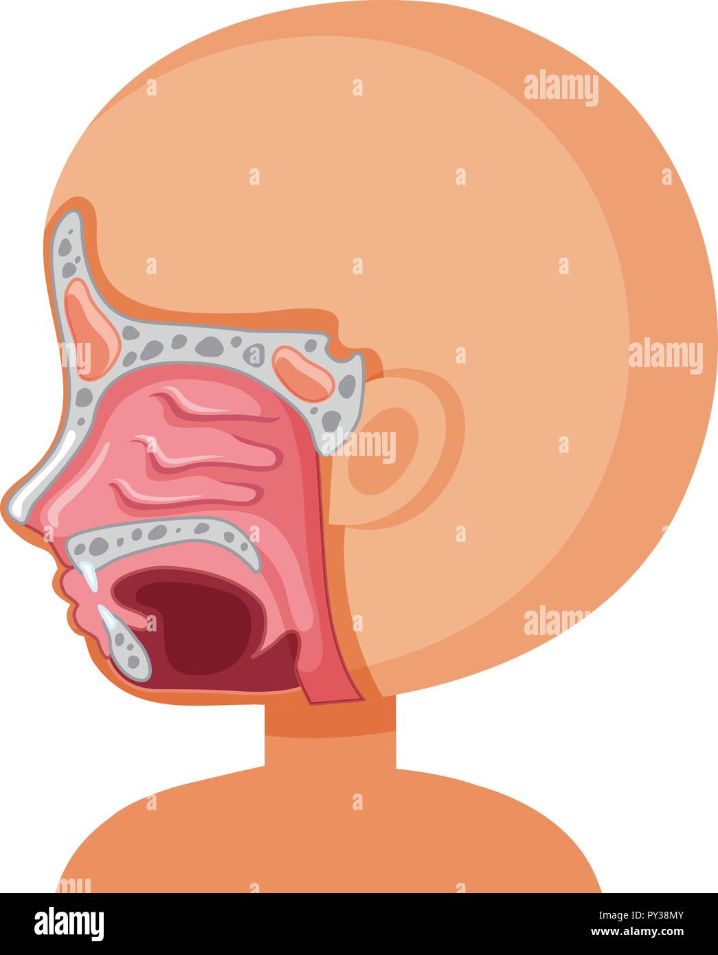 Human respiratory system diagram Stock Vector Images - Alamy
