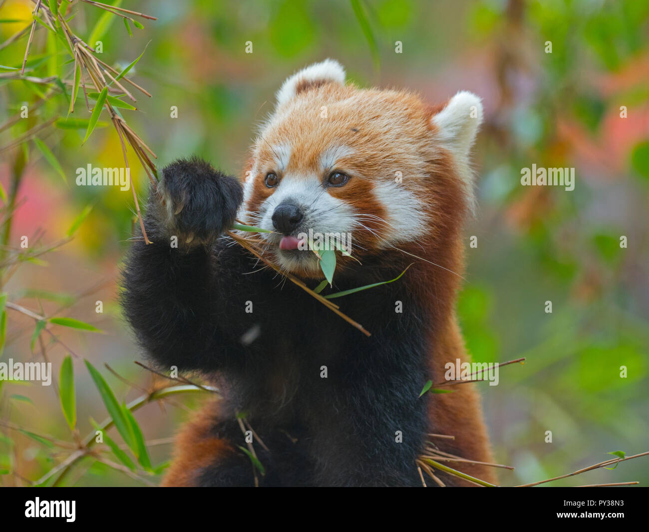 Red Panda Eating Bamboo High Resolution Stock Photography and Images ...