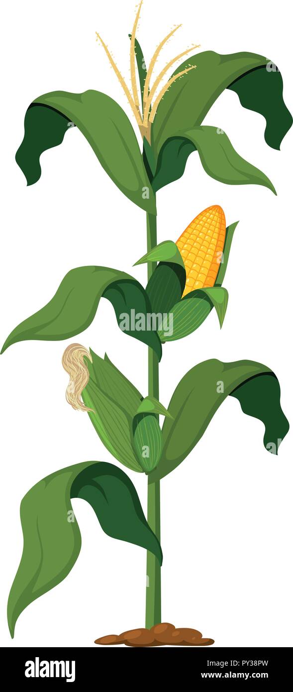 Corn Plant on White Background illustration Stock Vector Image & Art ...