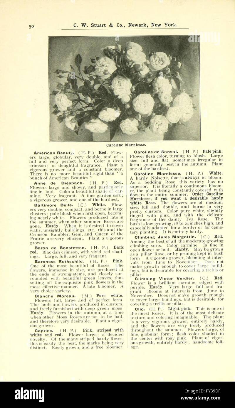 W 2 50 50 hi-res stock photography and images - Alamy