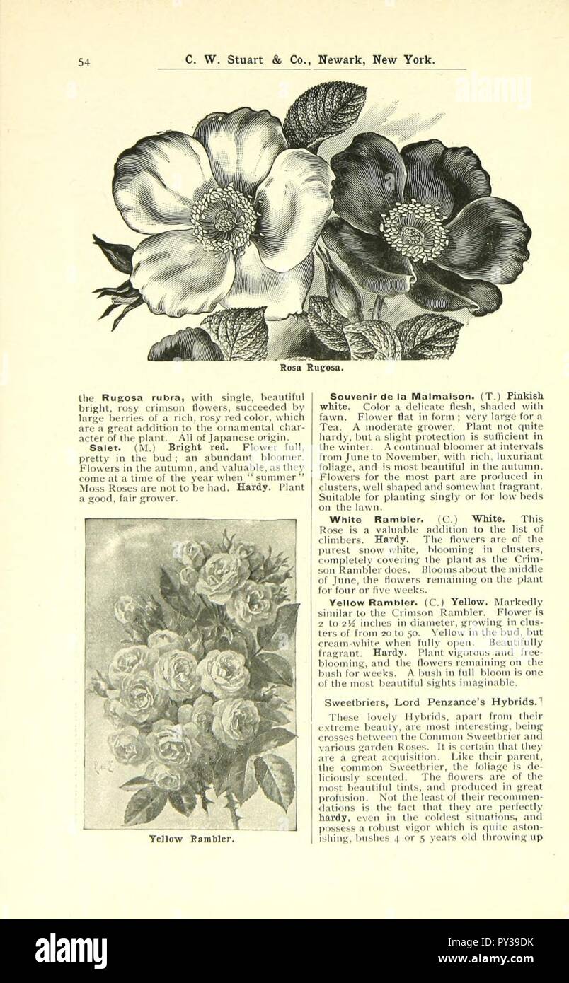 C.W. Stuart and Co. materials (Page 54 Stock Photo - Alamy