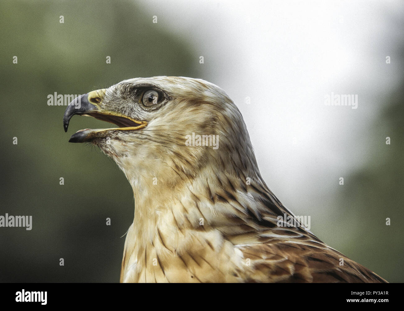 Greifvogel portraits hi-res stock photography and images - Alamy