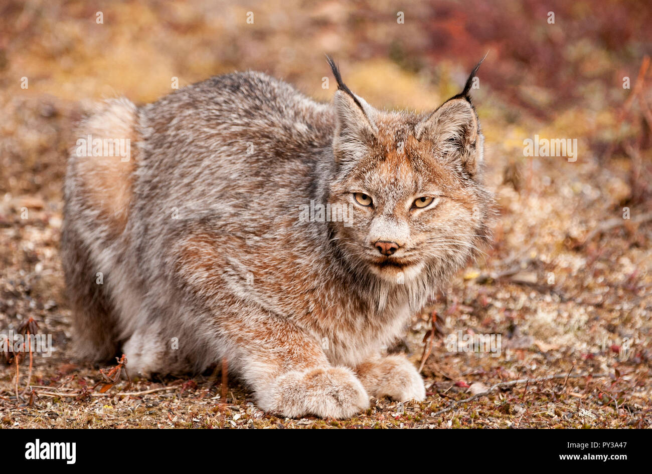 Alaska lynx hi-res stock photography and images - Alamy