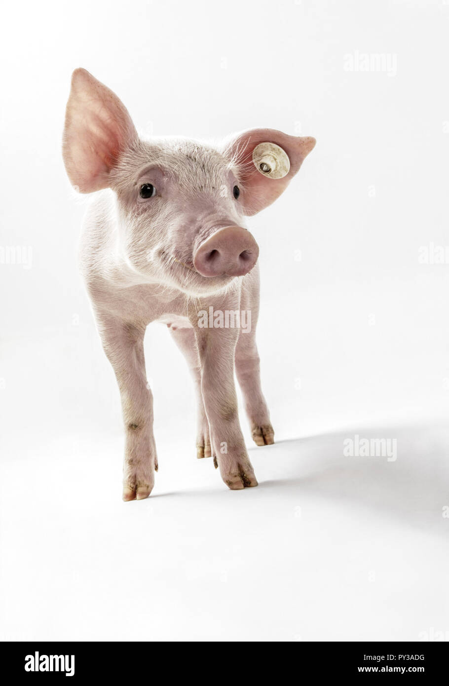 Ferkel hi-res stock photography and images - Alamy