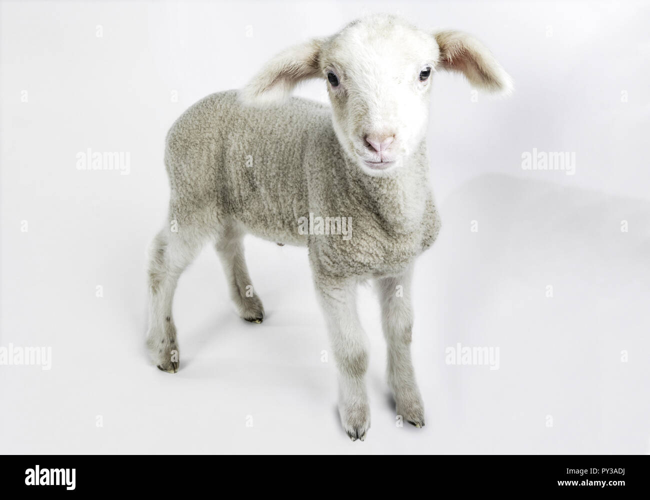Lamm Stock Photos & Lamm Stock Images - Alamy