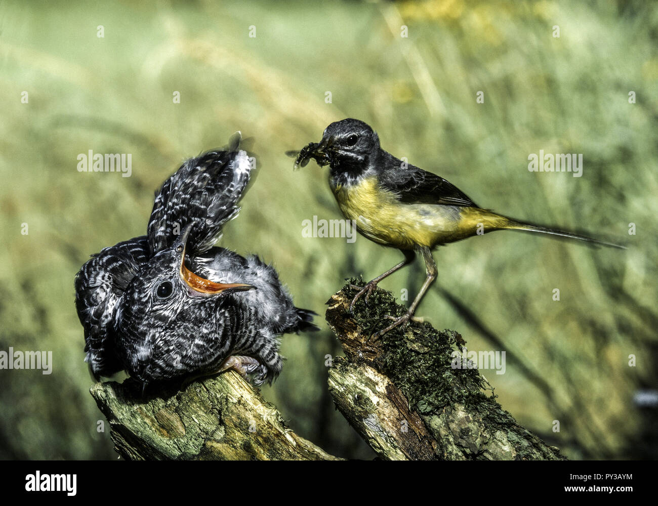 Baby cuckoo birds hi-res stock photography and images - Alamy