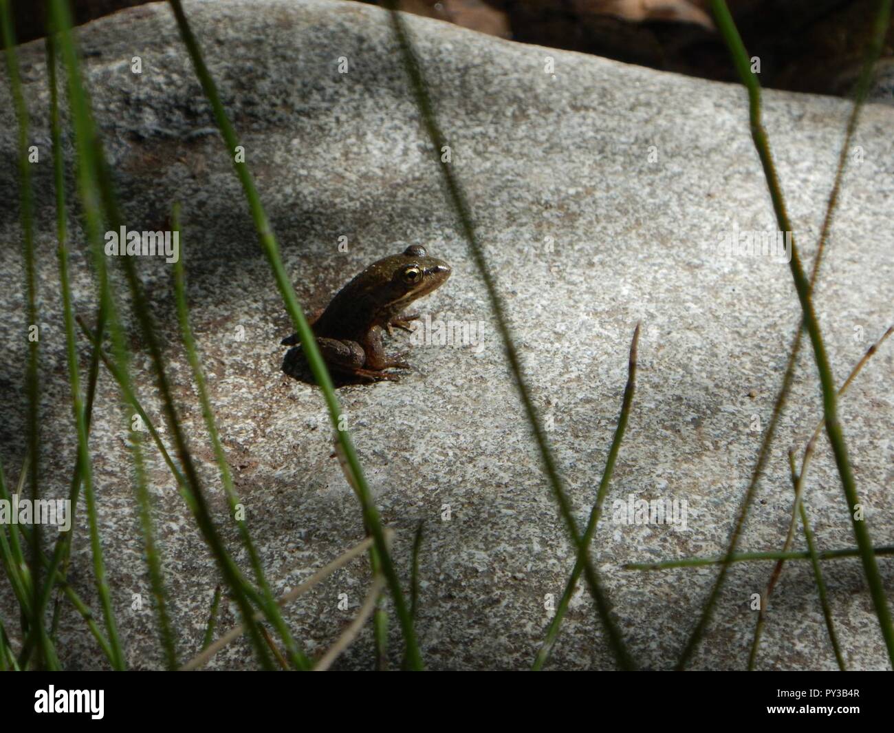 Froglet art hi-res stock photography and images - Alamy