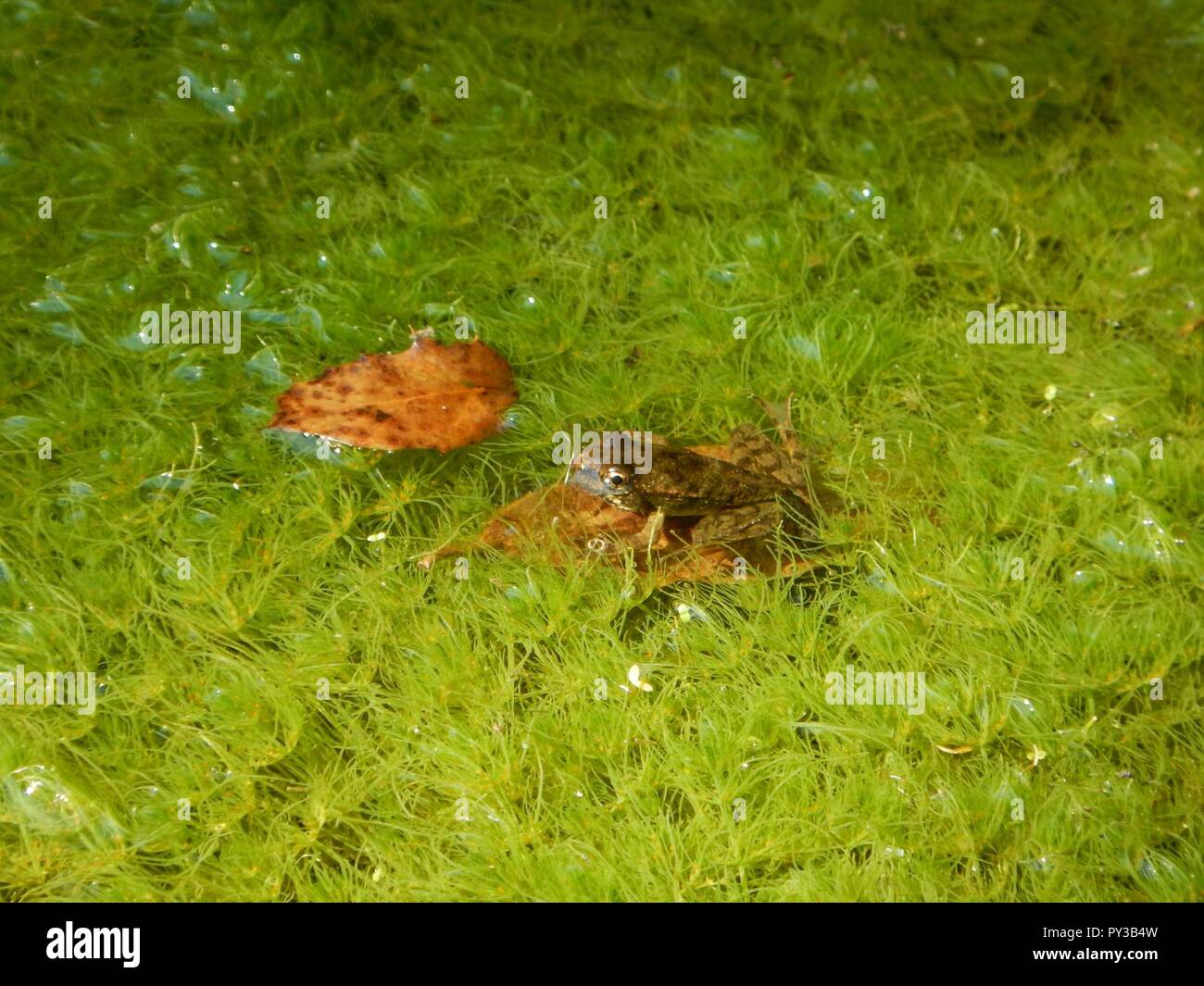 Froglet head hi-res stock photography and images - Alamy