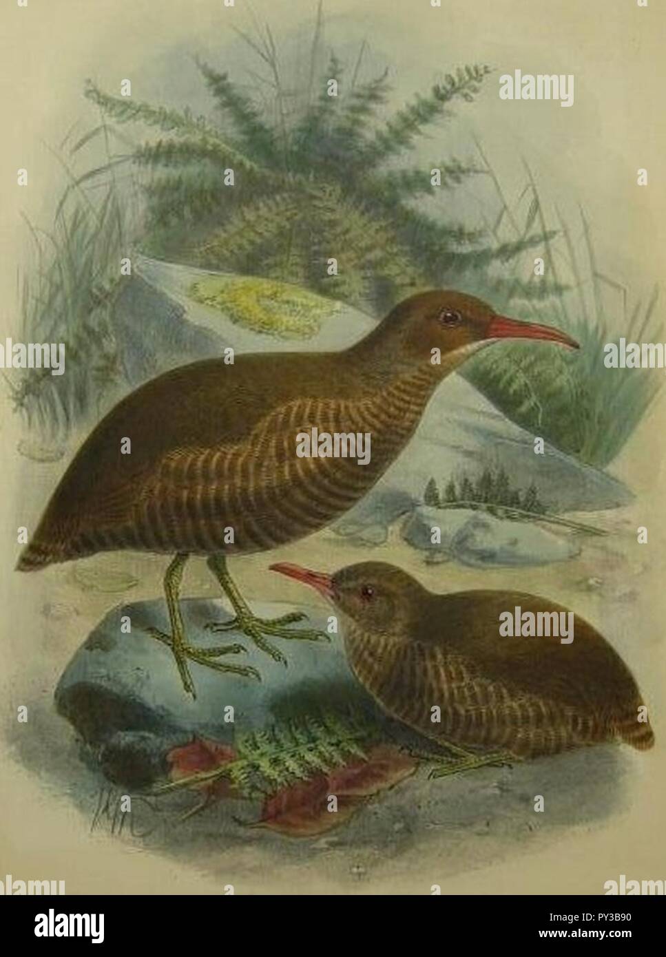 Cabalus modestus hi-res stock photography and images - Alamy