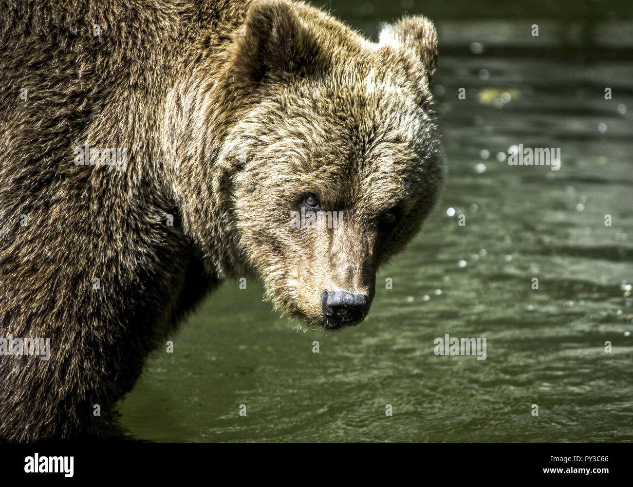 Braunbaer hi-res stock photography and images - Alamy