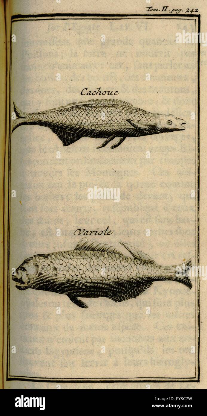 Variole hi-res stock photography and images - Alamy