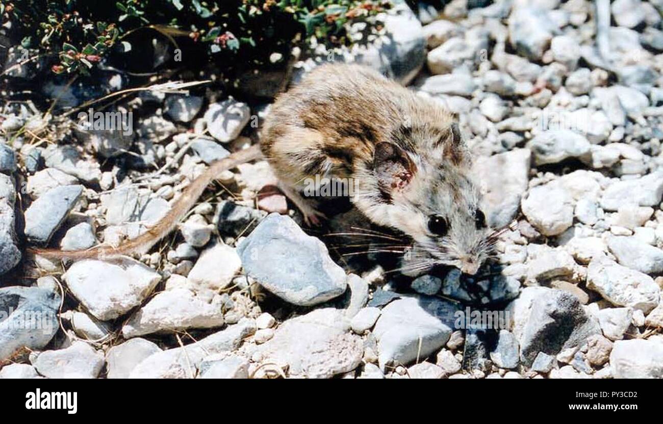 Nevada test site hi-res stock photography and images - Alamy
