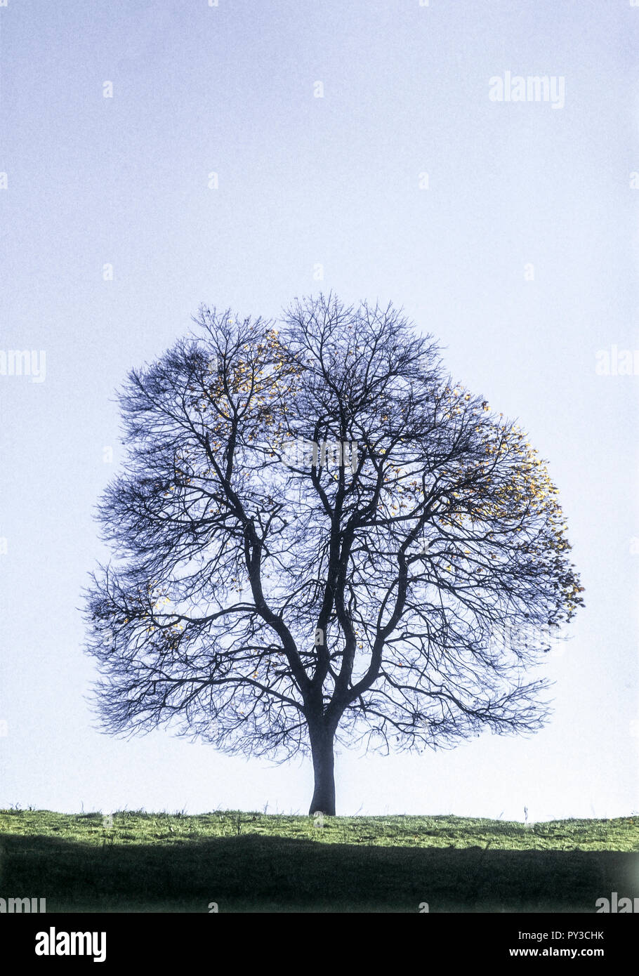 Laubbaum ohne Blaetter Stock Photo - Alamy