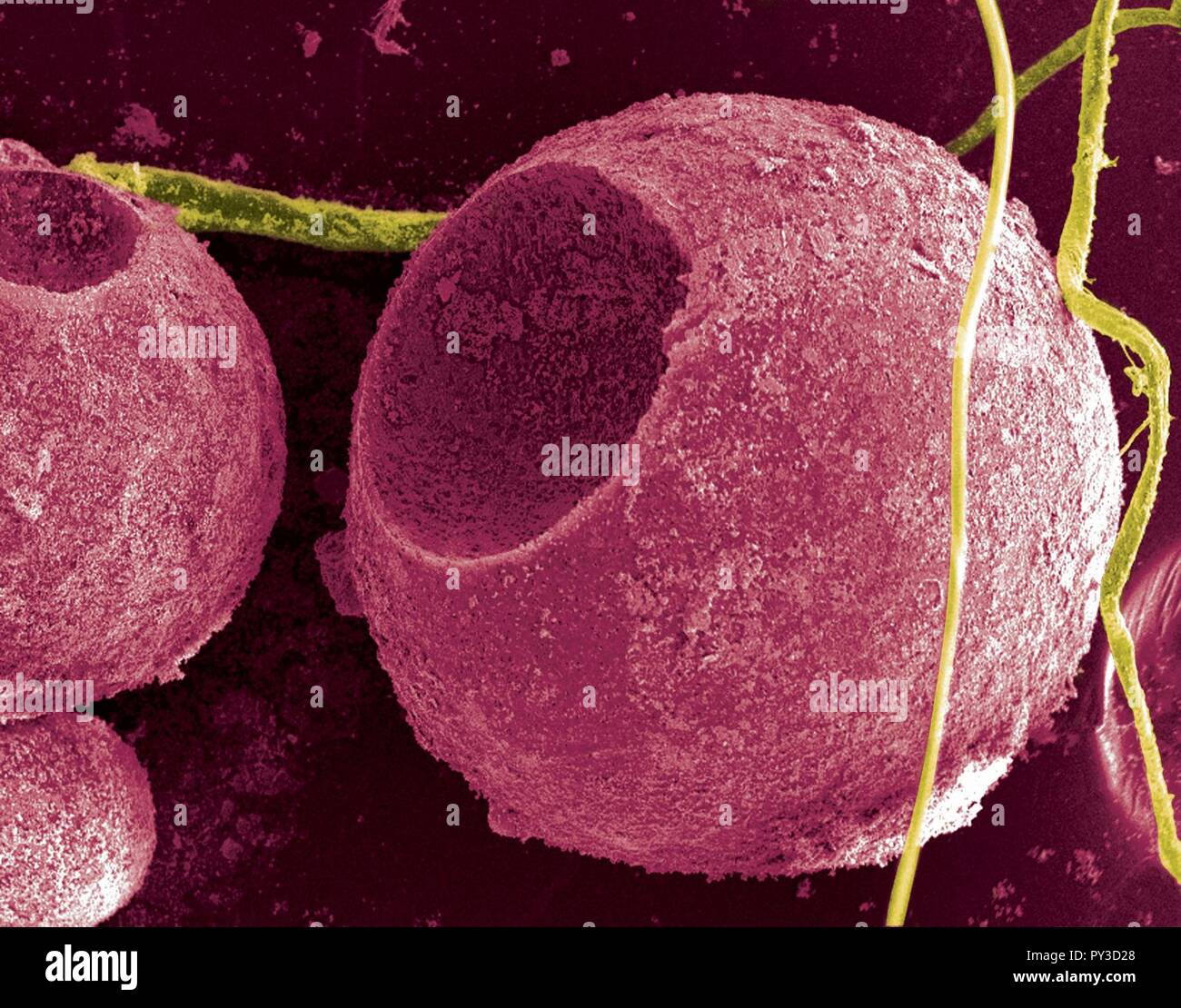 Cadmium sulfide quantum dots on cells high res Stock Photo - Alamy
