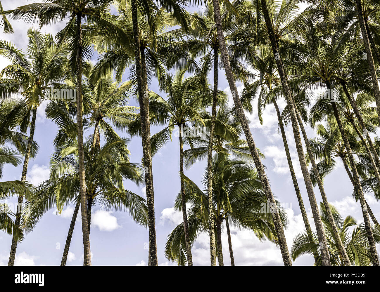 Palm strands hi-res stock photography and images - Alamy
