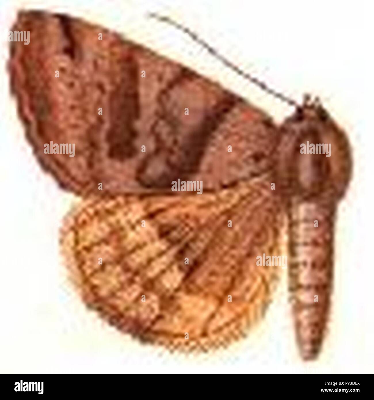 Crassiuscula hi-res stock photography and images - Alamy