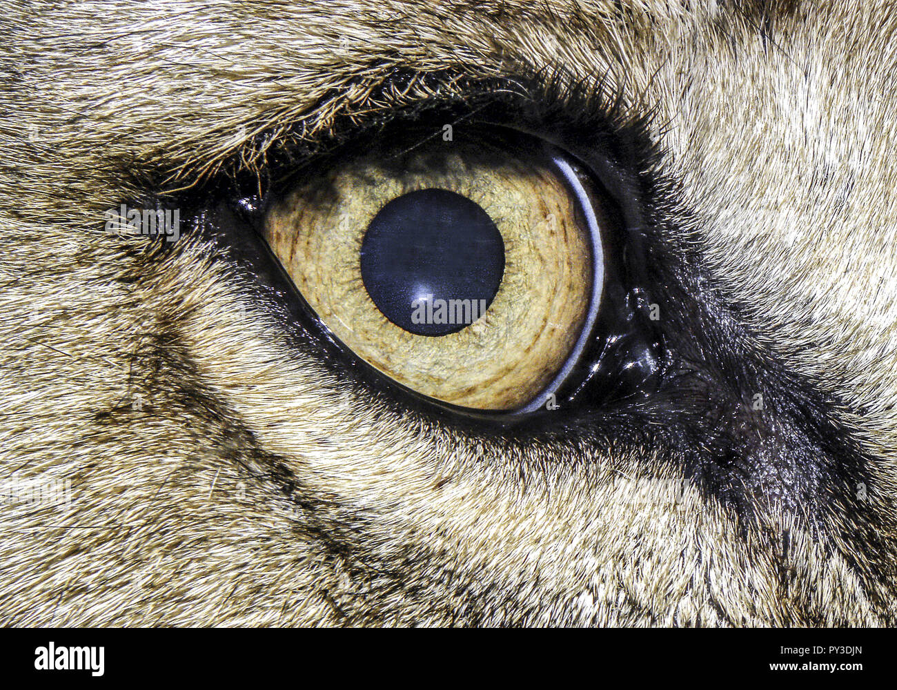 Auge eines Loewen Stock Photo - Alamy